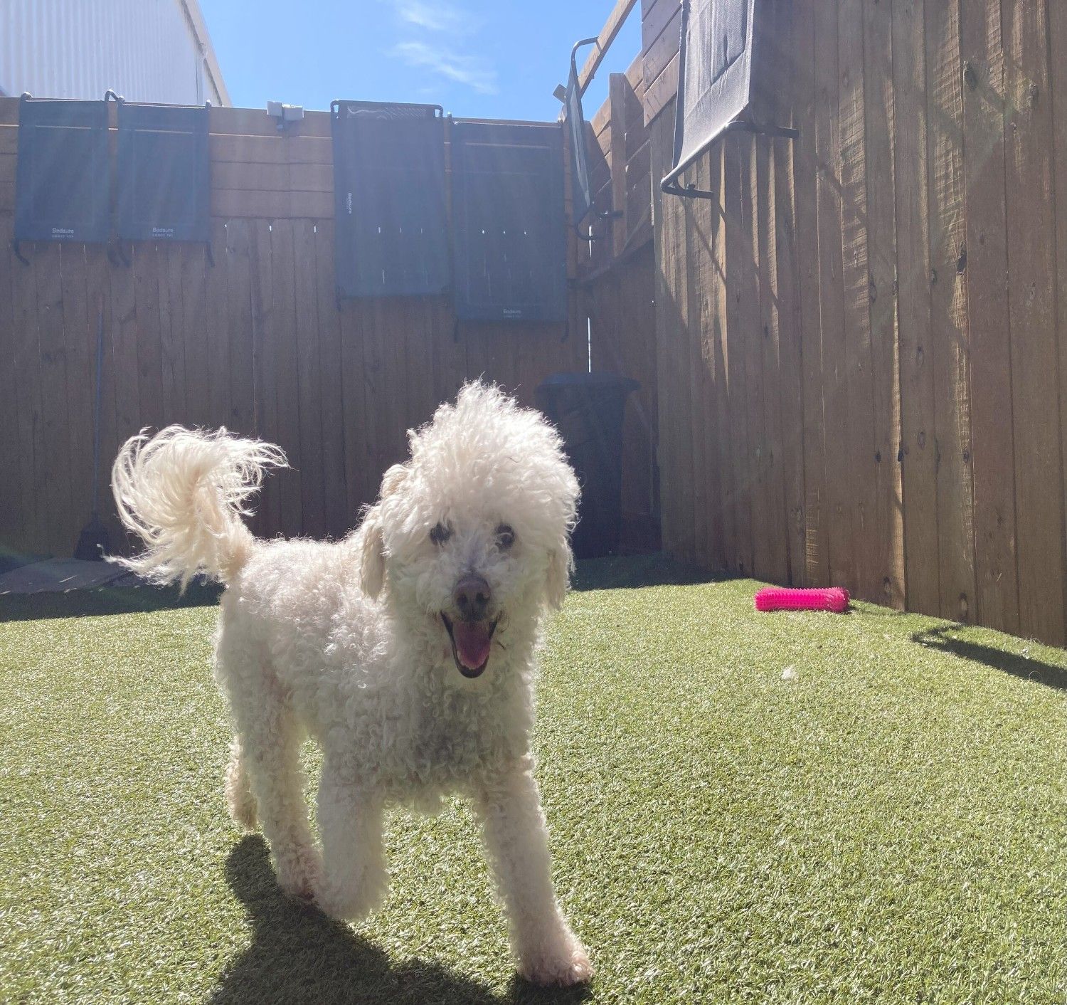 Dog Training at resort 4 paws